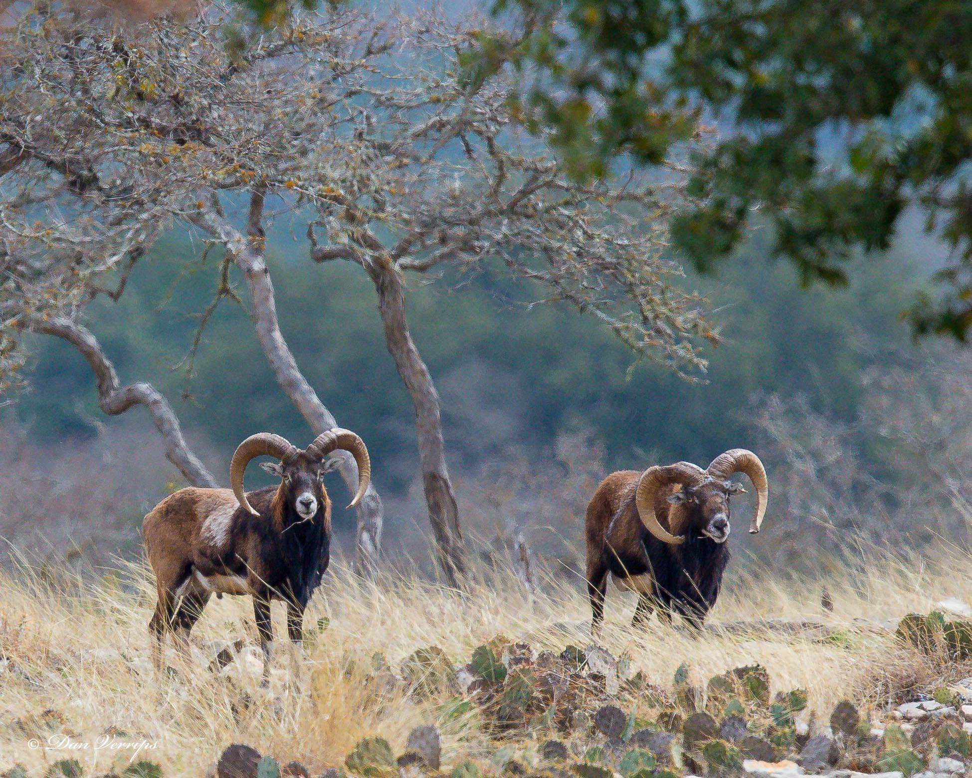 Gallery – WildLife Partners, LLC