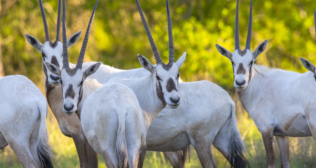 arabian_oryx – WildLife Partners, LLC
