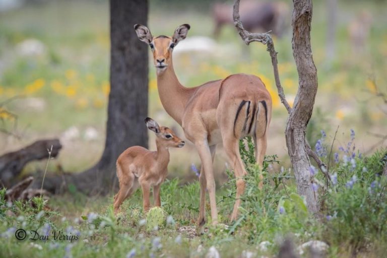 Impala Mom and Baby – WildLife Partners, LLC
