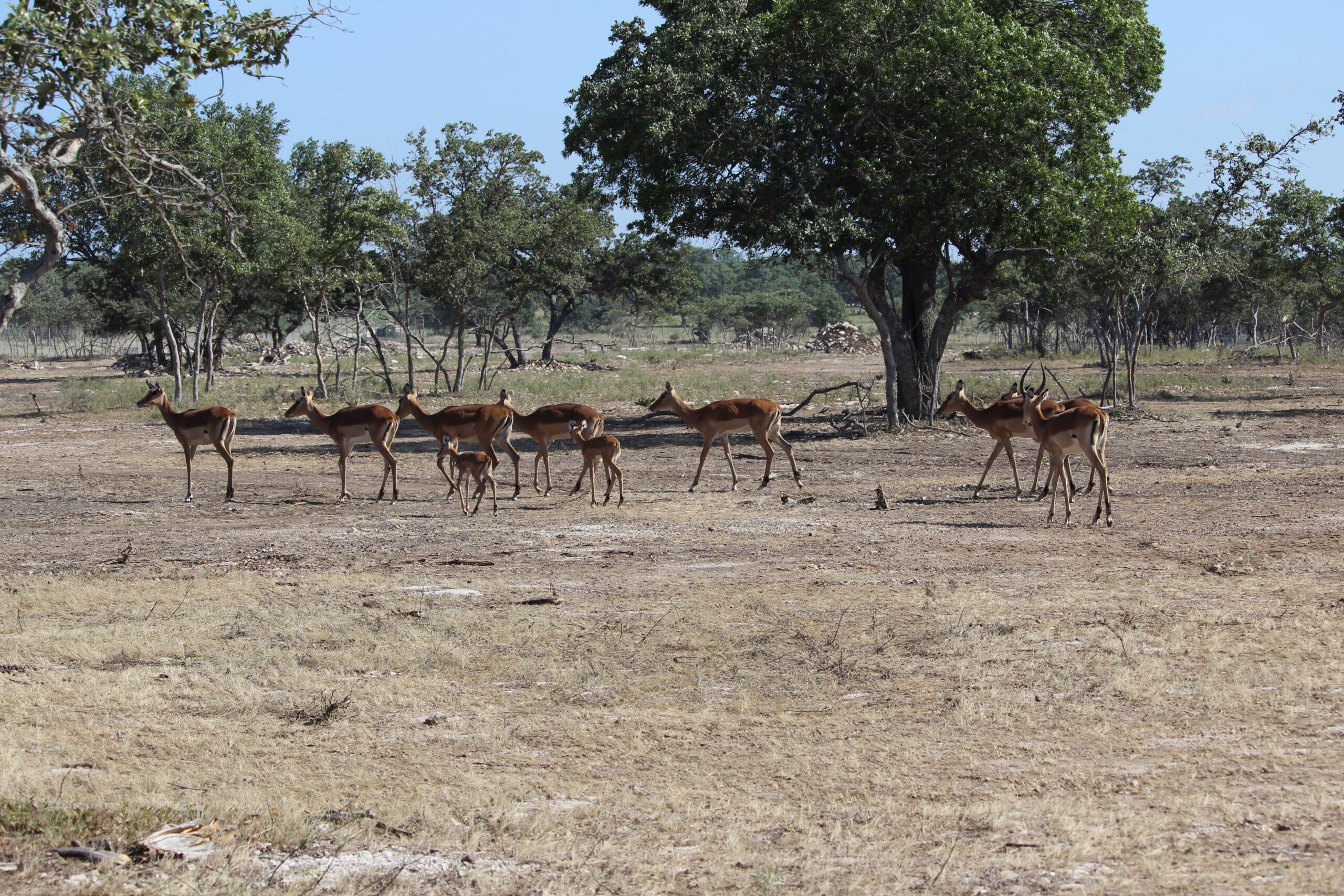News - Page 7 of 9 - WildLife Partners, LLCWildLife Partners, LLC - Page 7