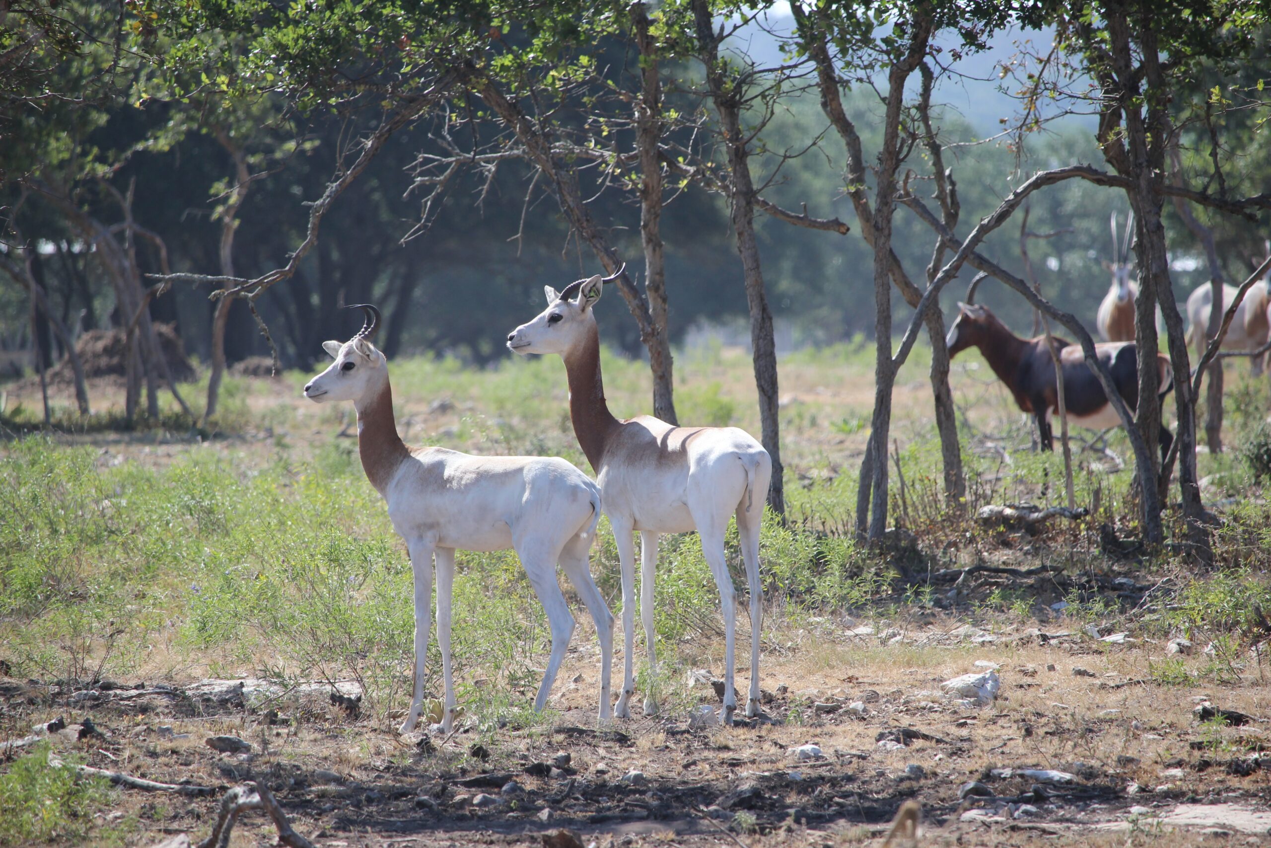 IMG_5143 – WildLife Partners, LLC