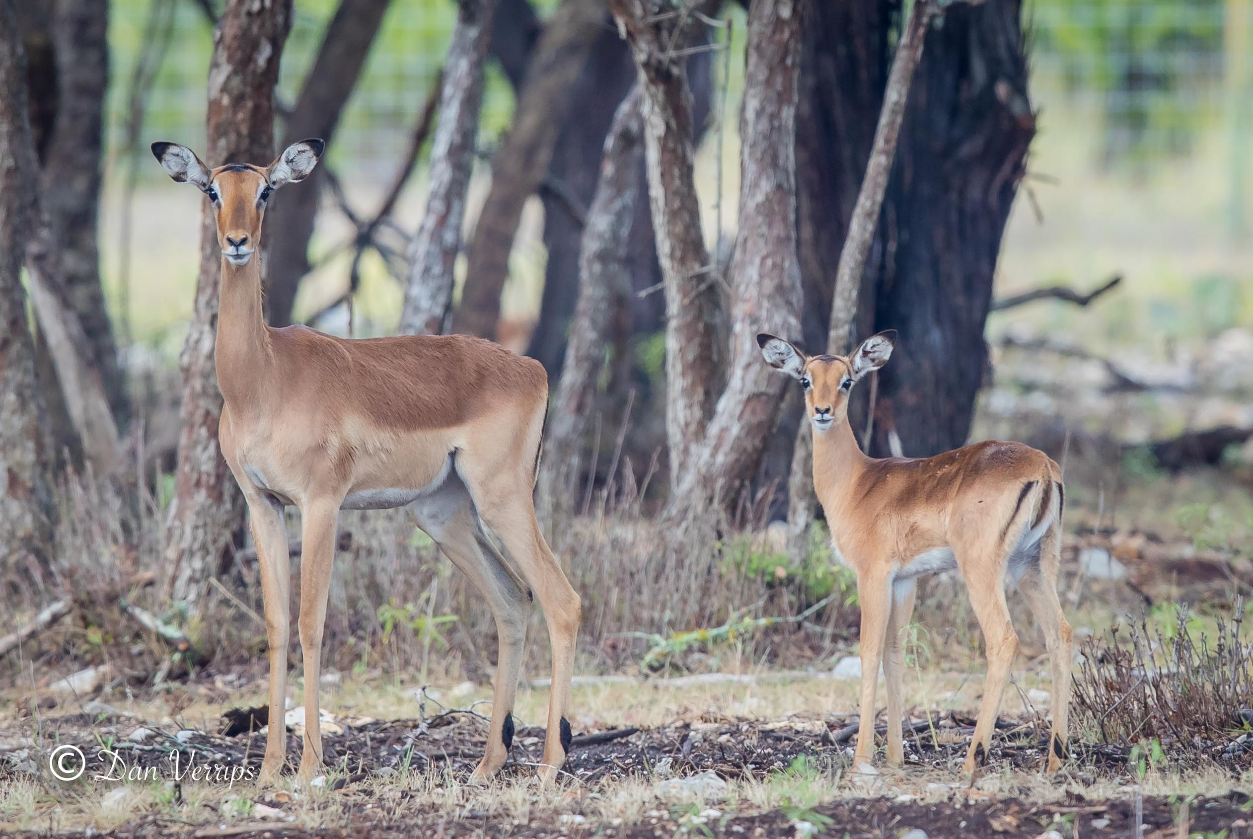 Impala with Baby – WildLife Partners, LLC