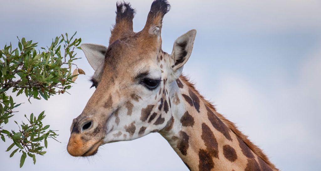 giraffe – WildLife Partners, LLC