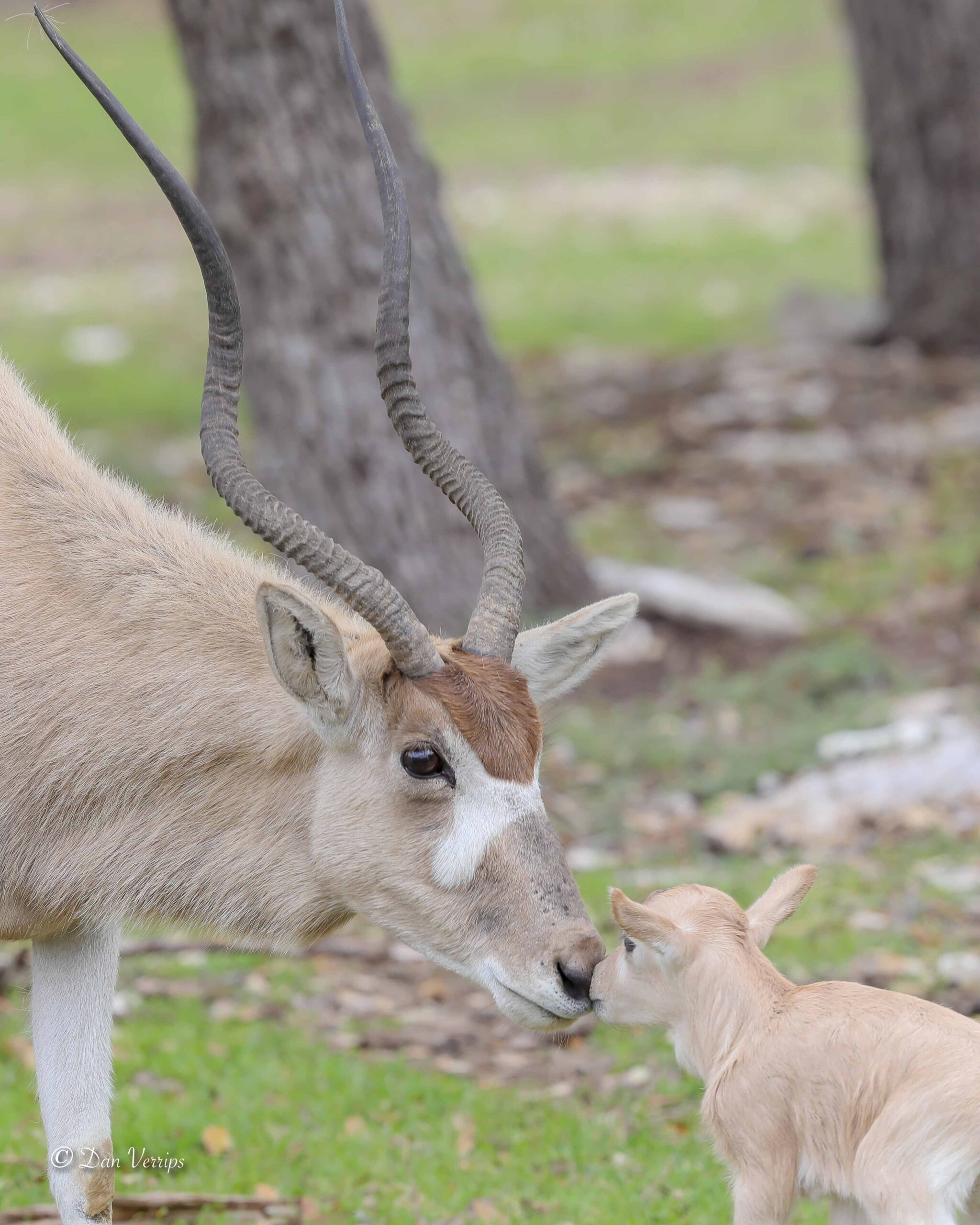 Addax Mom and Baby – WildLife Partners, LLC