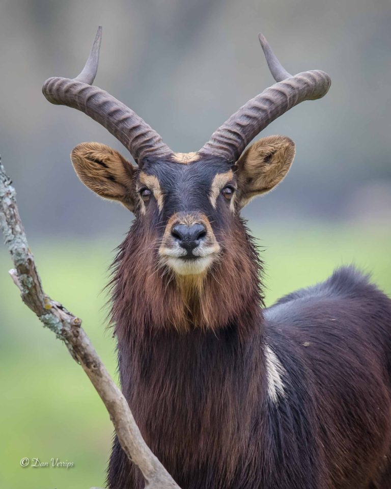 Nile Lechwe Bull – WildLife Partners, LLC