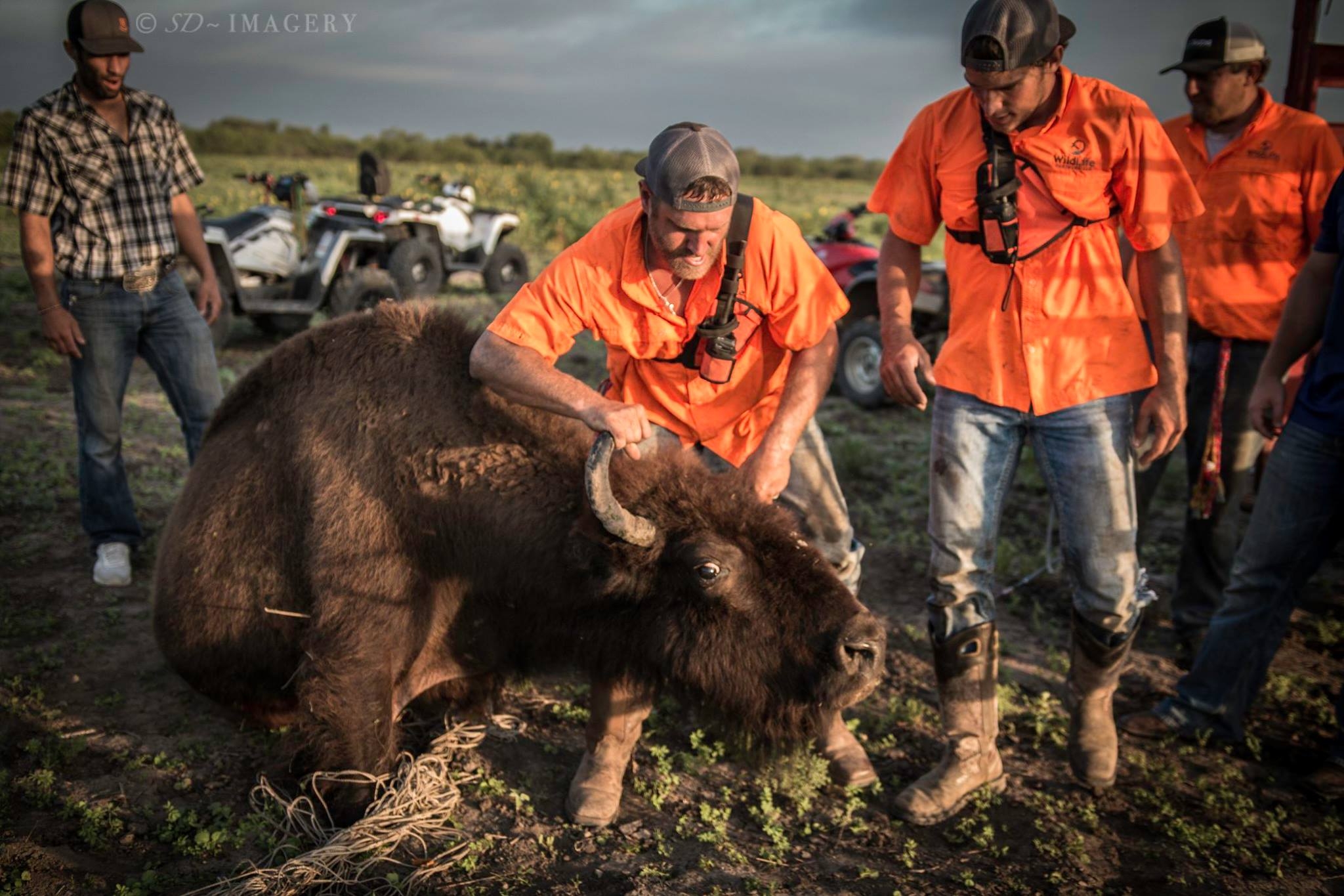 BH Bison – WildLife Partners, LLC