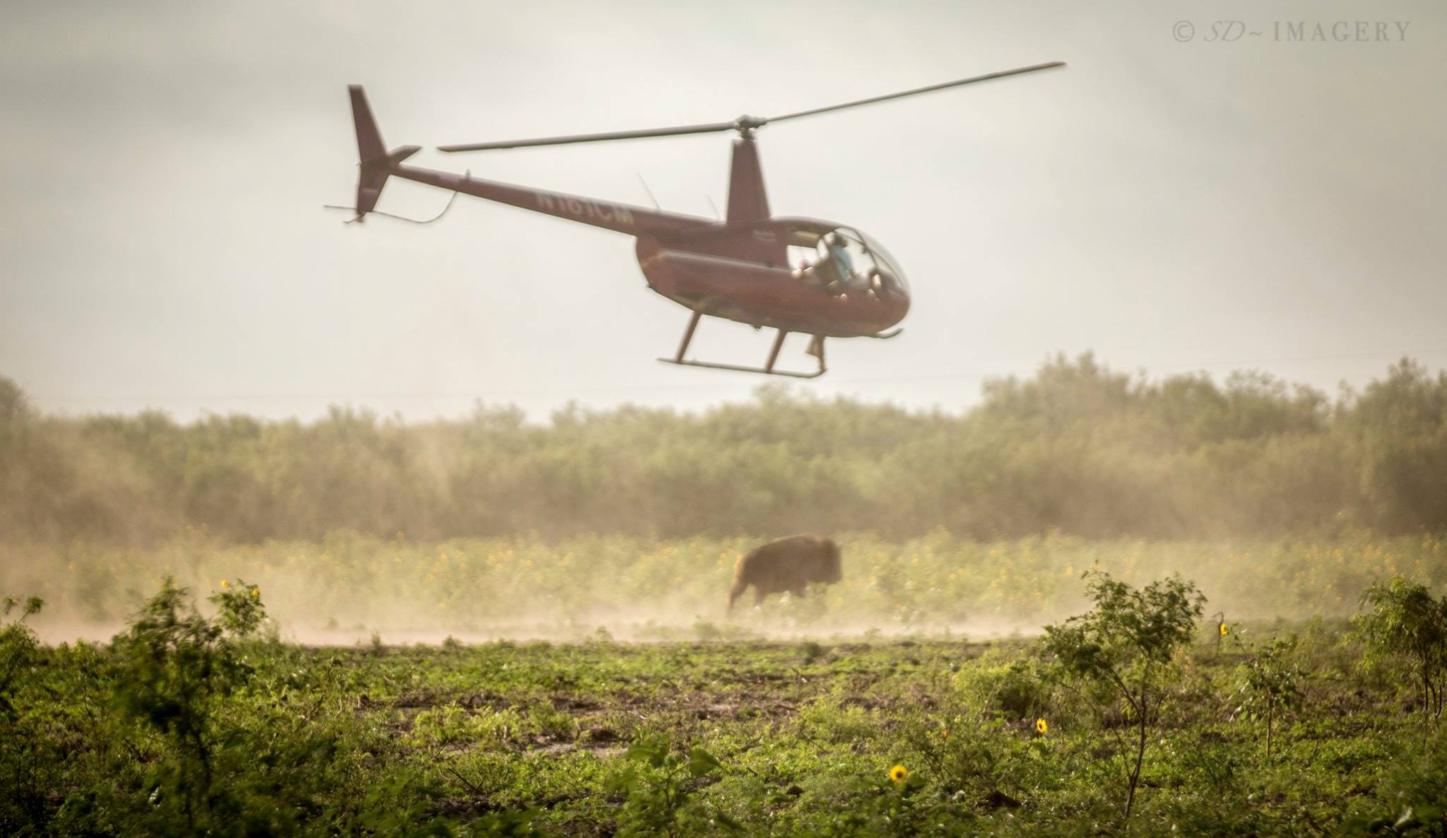 Heli – Bison – WildLife Partners, LLC