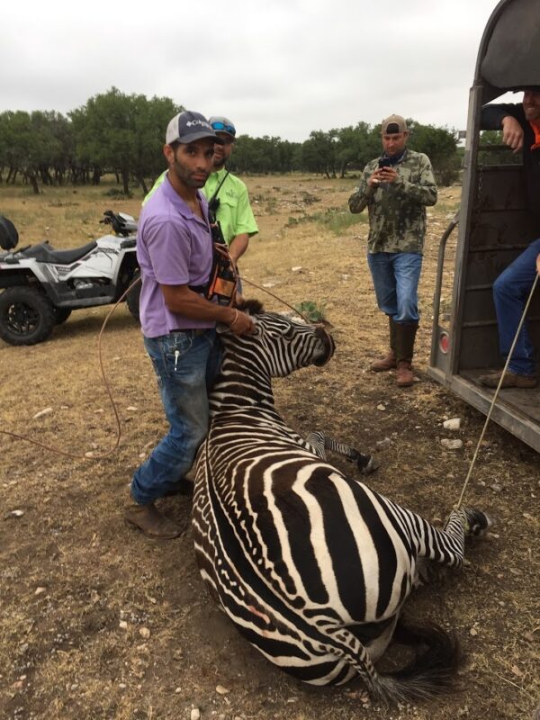 Zebra Catch – WildLife Partners, LLC