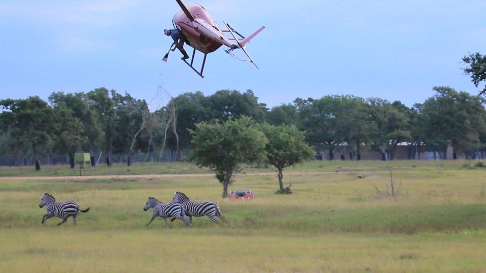 Zebra Catch – WildLife Partners, LLC
