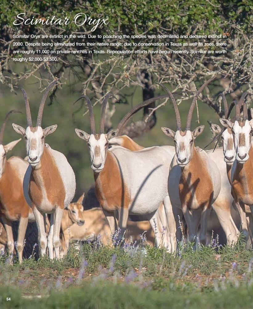 Wildlife Partners Summary - WildLife Partners, LLCWildLife Partners, LLC