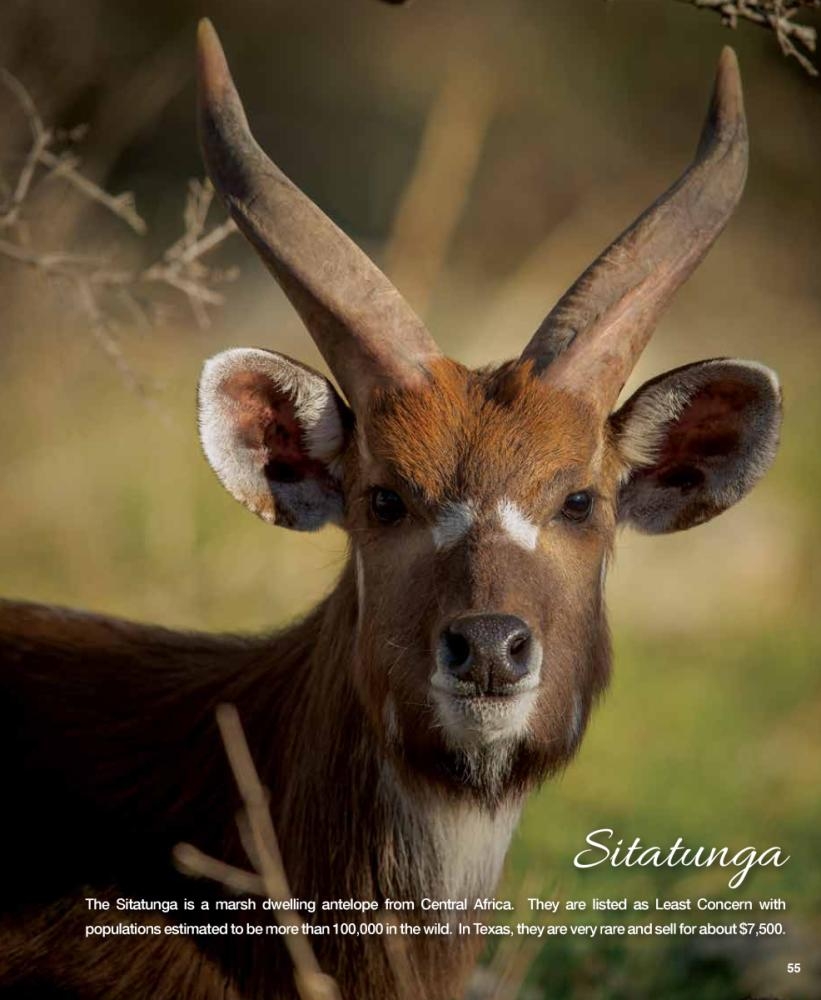 Wildlife Partners Summary - WildLife Partners, LLCWildLife Partners, LLC