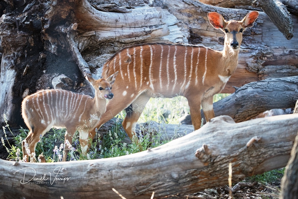 Mom and Baby Nyala – WildLife Partners, LLC