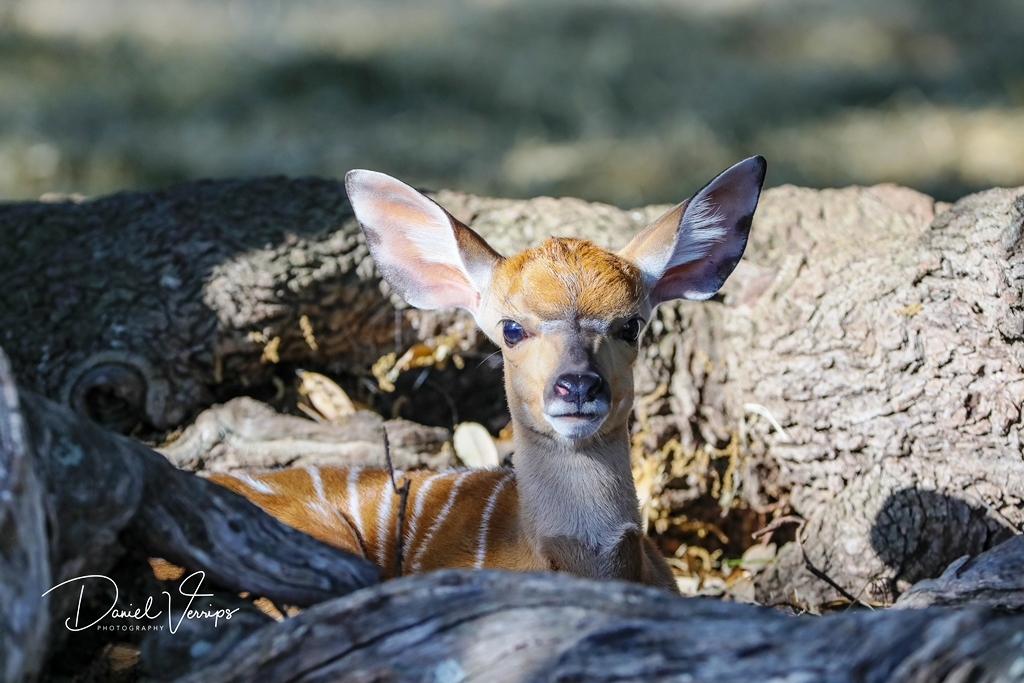 Nyala baby – WildLife Partners, LLC