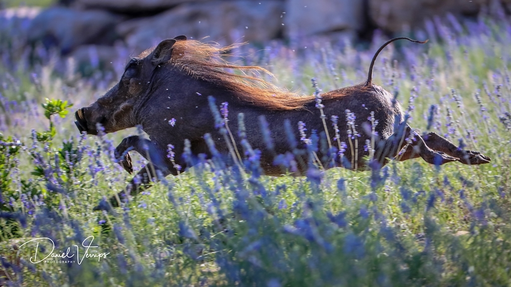 Warthog – WildLife Partners, LLC