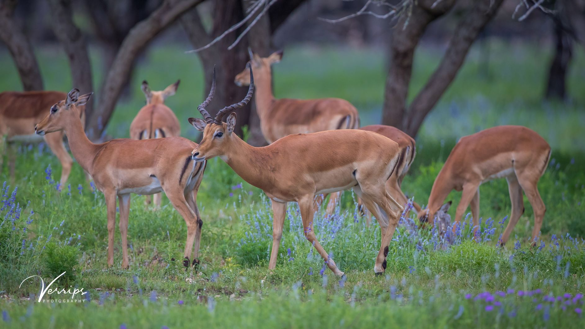 Impala-family – WildLife Partners, LLC