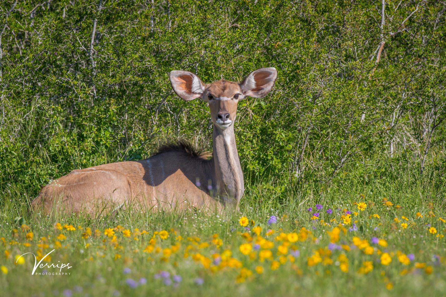 News - WildLife Partners, LLCWildLife Partners, LLC