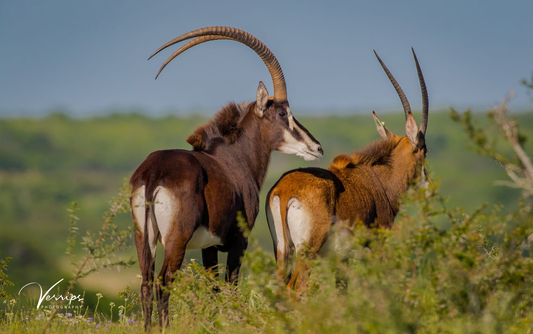 Sable-pair – WildLife Partners, LLC