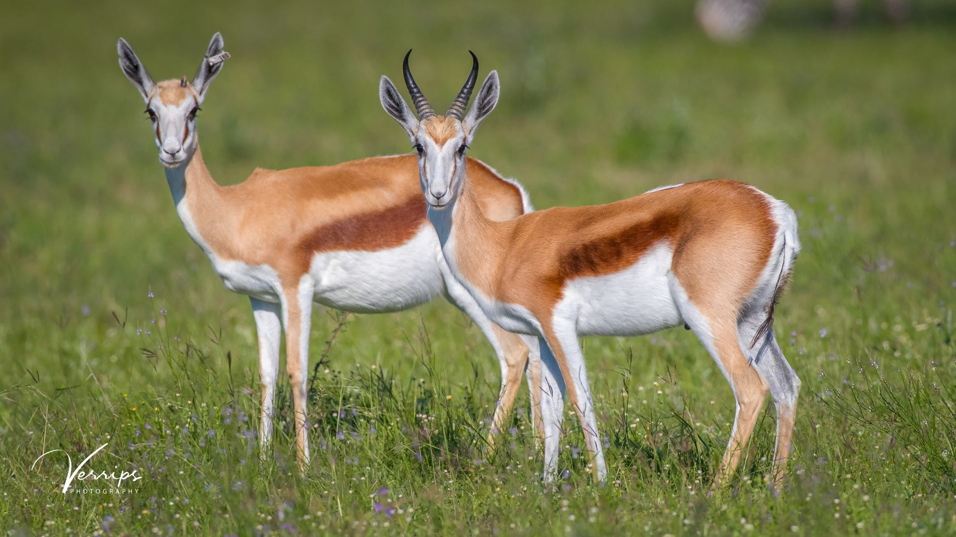 Cucciolo Di Springbok