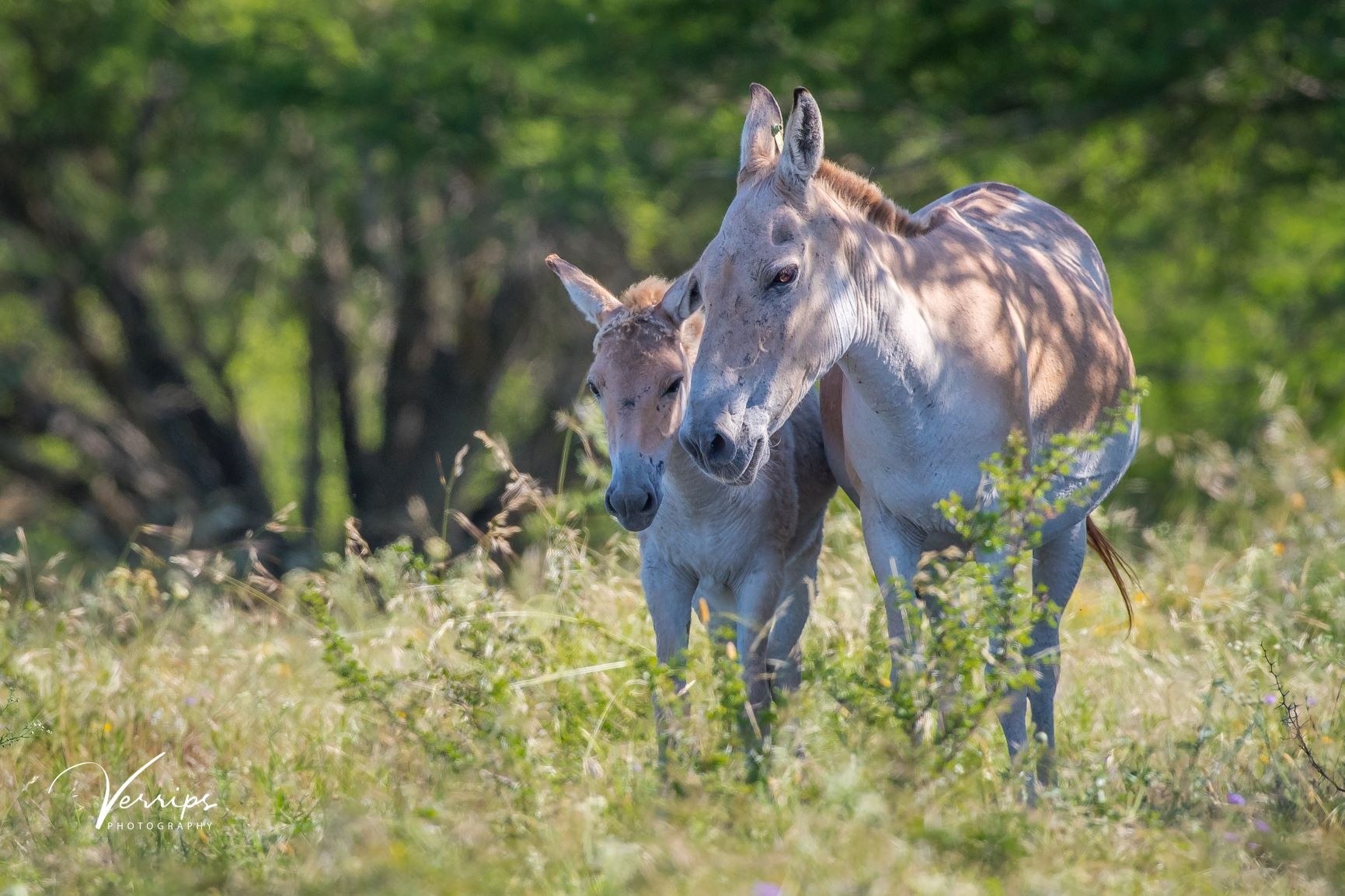 News – WildLife Partners, LLC