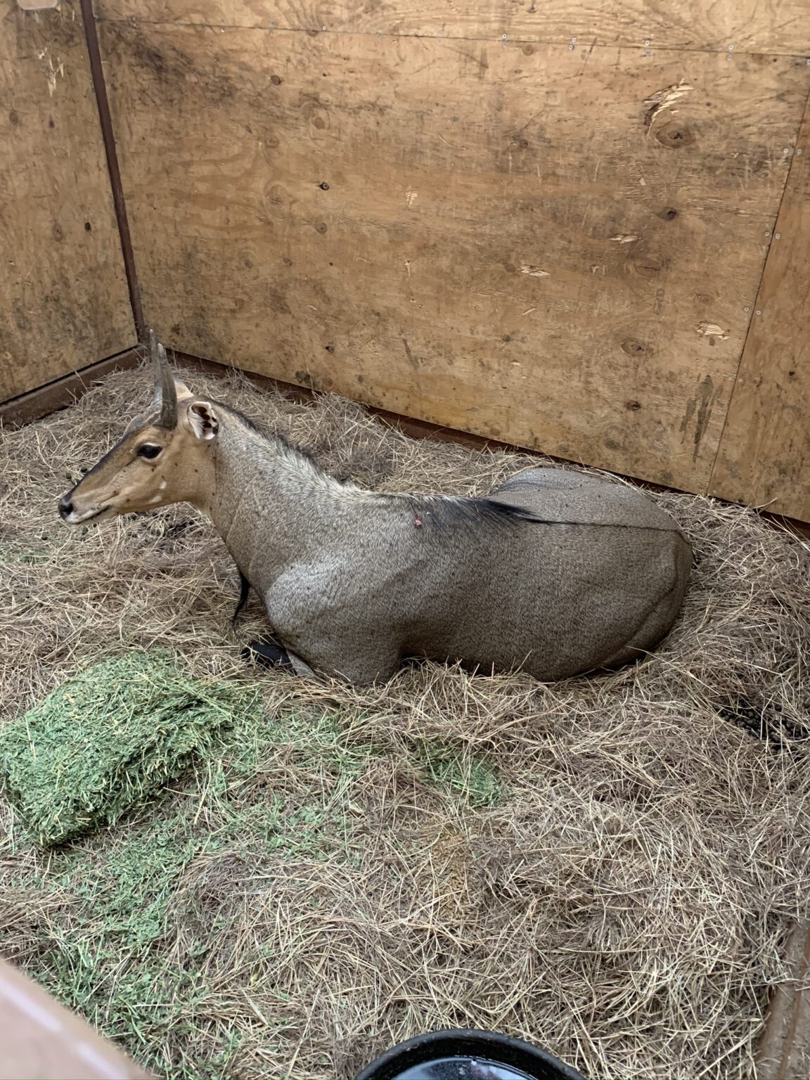 Nilgai (3) – WildLife Partners, LLC