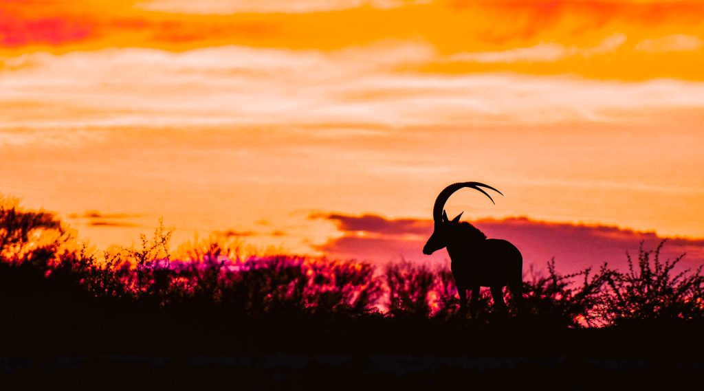 Exotic Industry & the History of Exotics in Texas – WildLife Partners, LLC